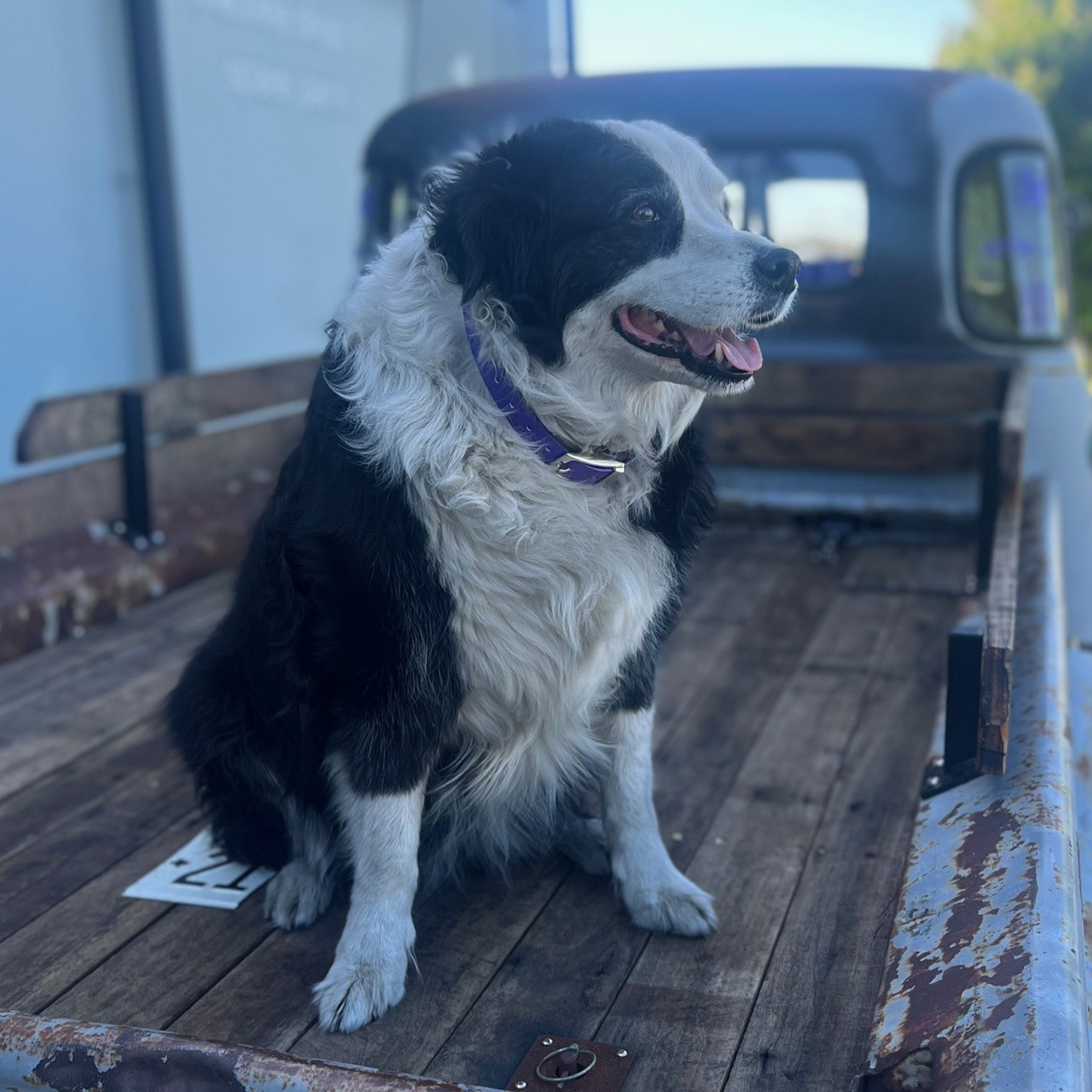 Dallas the Border Collie – Engine Master